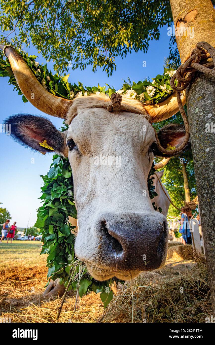 31.07.2021., Kanfanar - U parku istarskog vola u Kanfanaru odrzala se ...