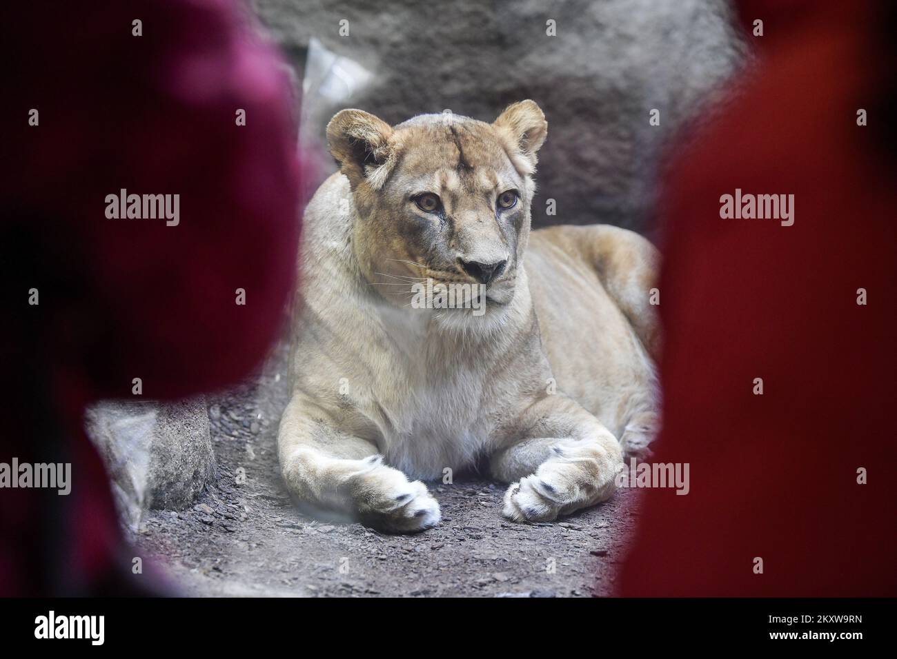 Deux lions, Leo et Ayana, au zoo de Zagreb, ont été testés positifs ...