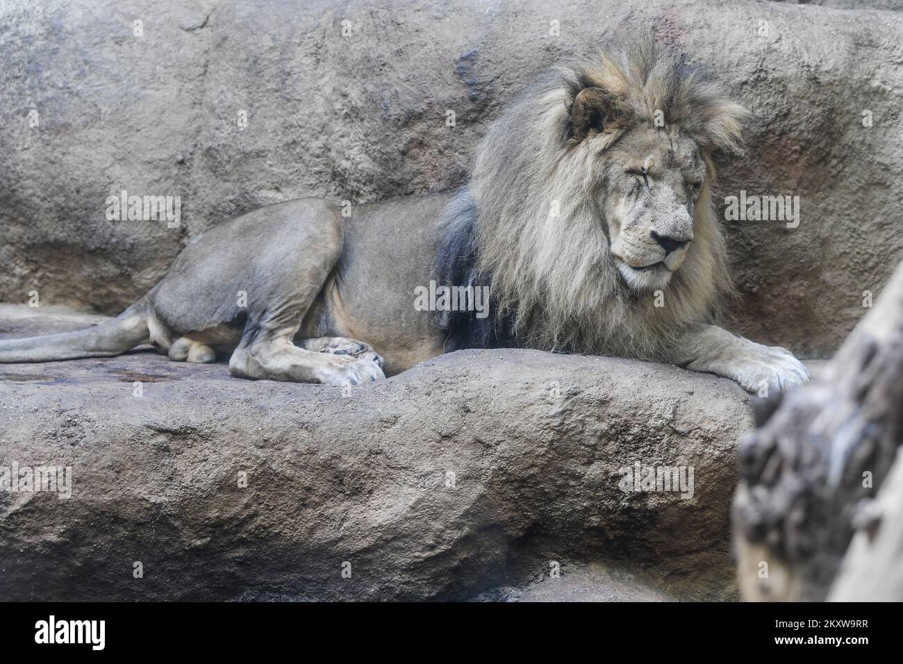 Deux lions, Leo et Ayana, au zoo de Zagreb, ont été testés positifs ...
