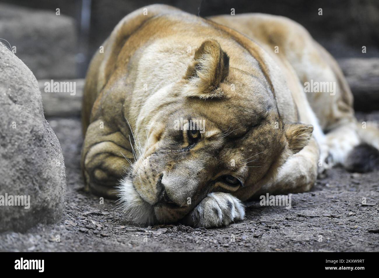 Deux lions, Leo et Ayana, au zoo de Zagreb, ont été testés positifs ...