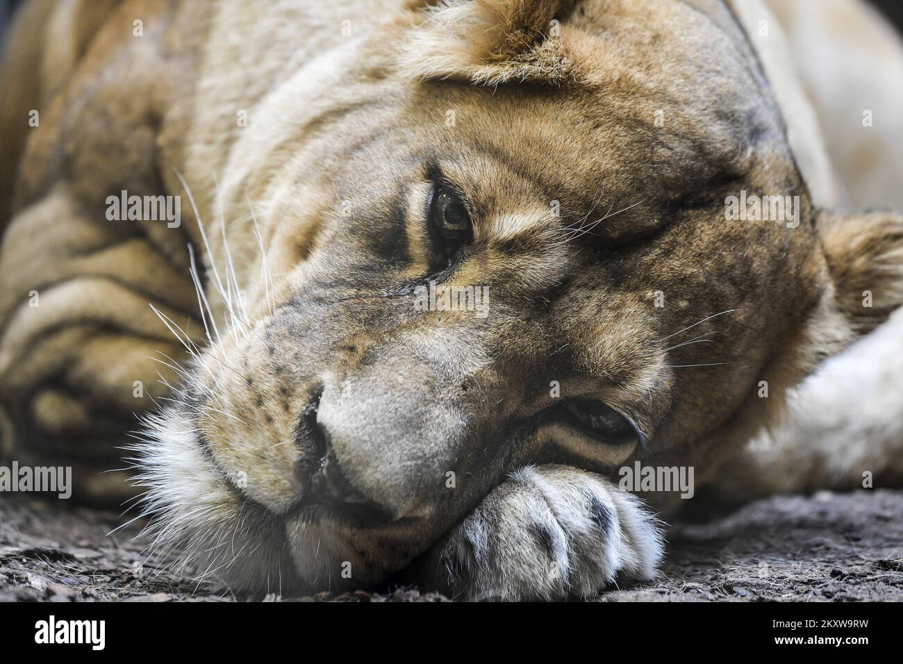 Deux lions, Leo et Ayana, au zoo de Zagreb, ont été testés positifs ...