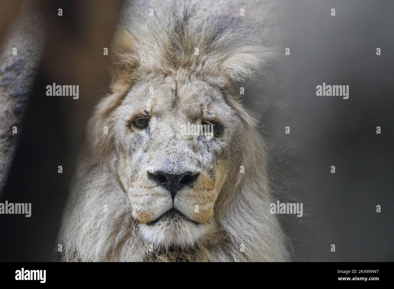 Lien de lion Banque de photographies et d’images à haute résolution - Alamy