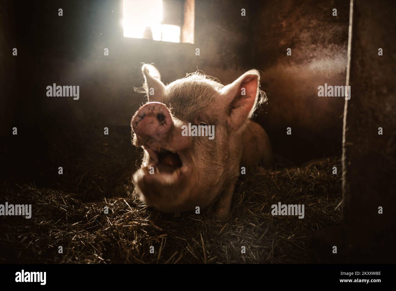 Un énorme cochon heureux de 300 kg sur le foin et la paille mange une ...