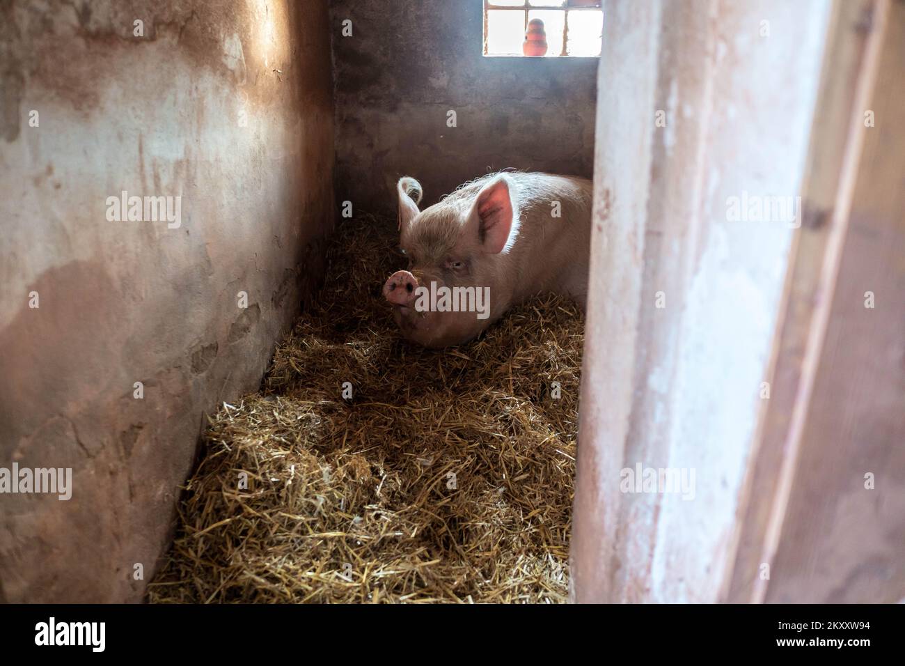 Le sanctuaire des animaux de la ferme Banque de photographies et d ...