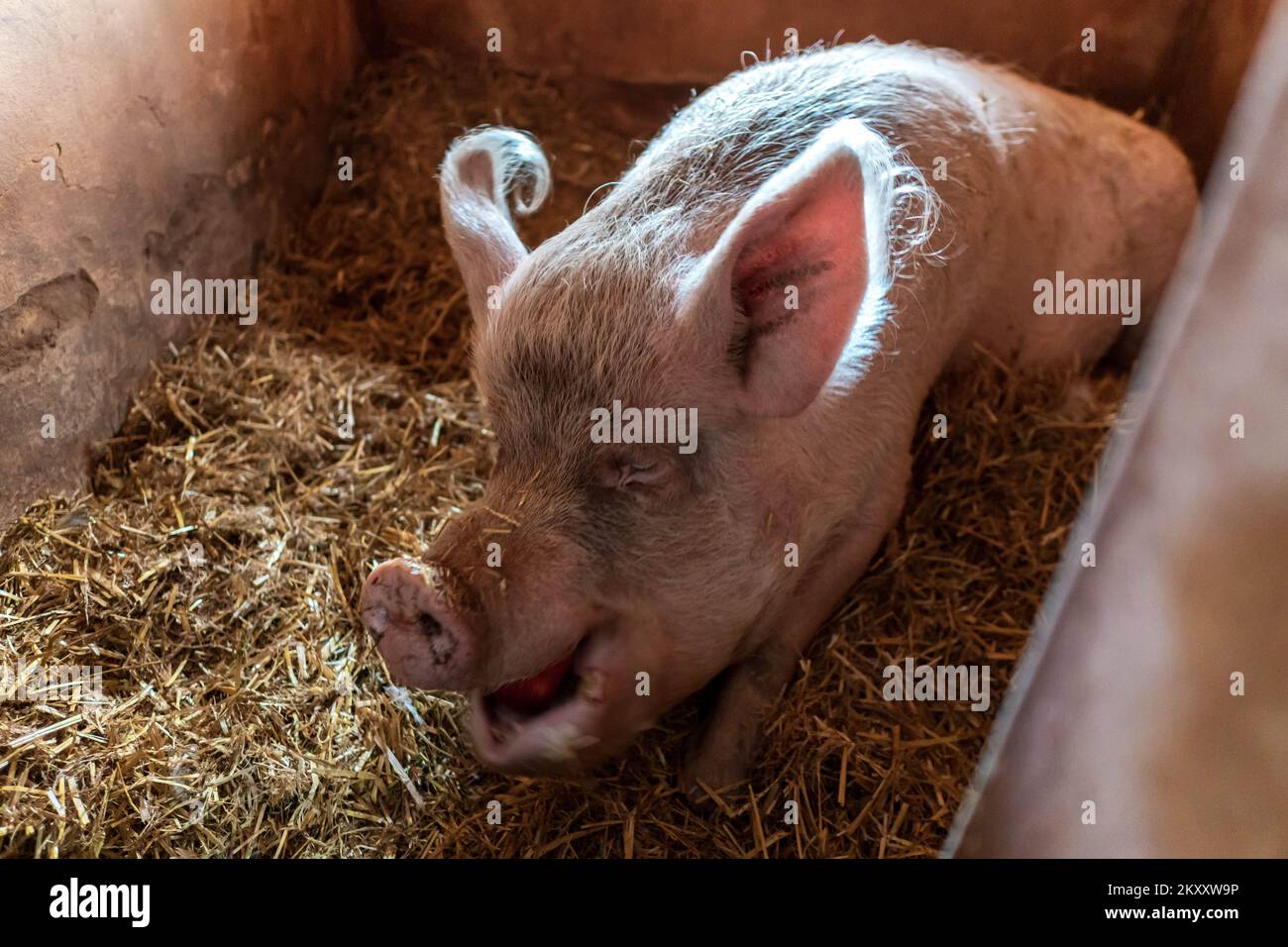 Le sanctuaire des animaux de la ferme Banque de photographies et d ...