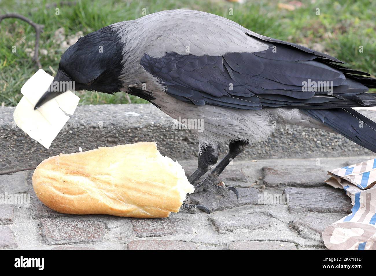 Le corbeau mange le sandwich qu'elle a trouvé sur le banc à Zagreb, en ...