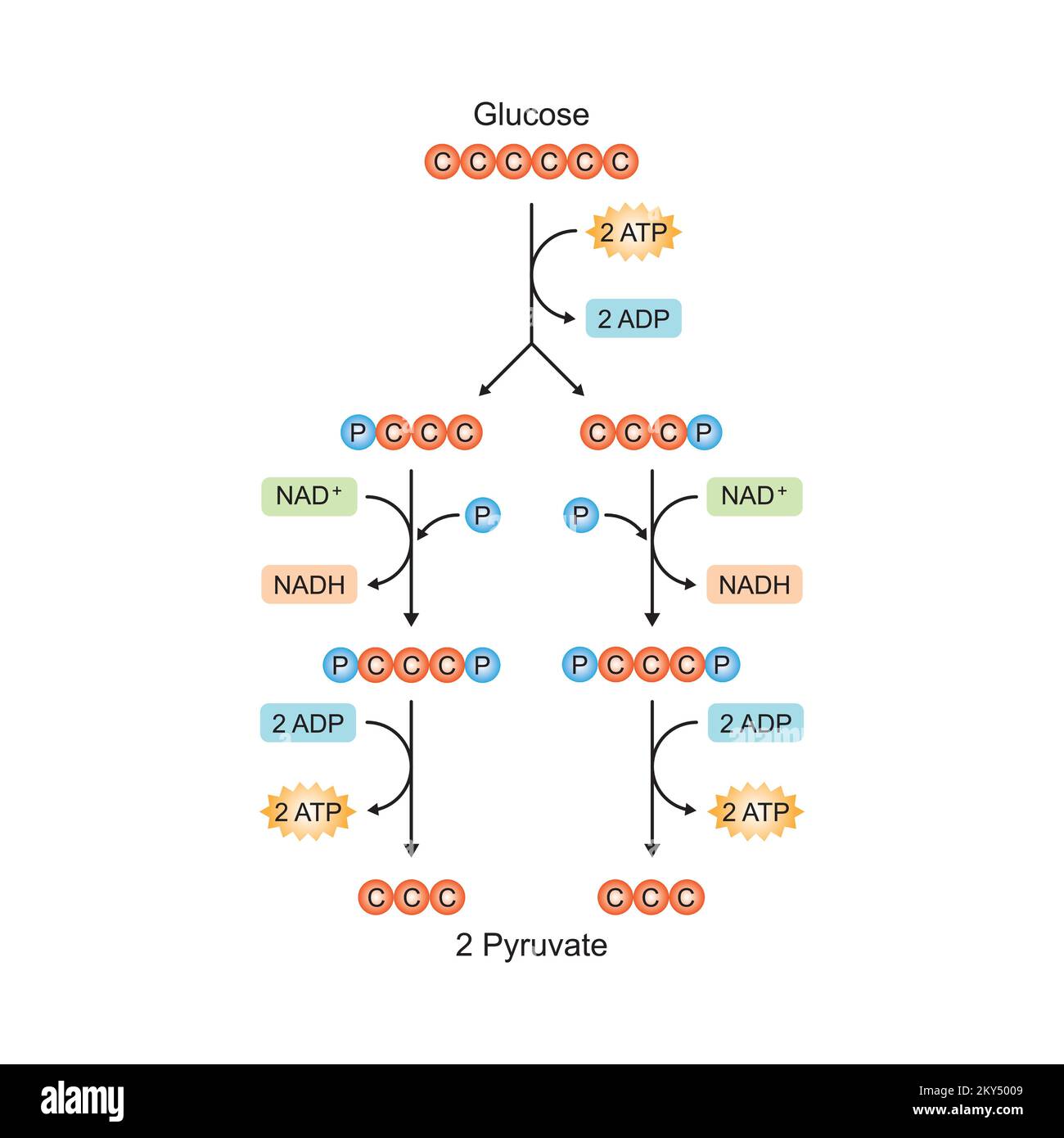 Conception scientifique des étapes de la glycolyse. Conversion du ...