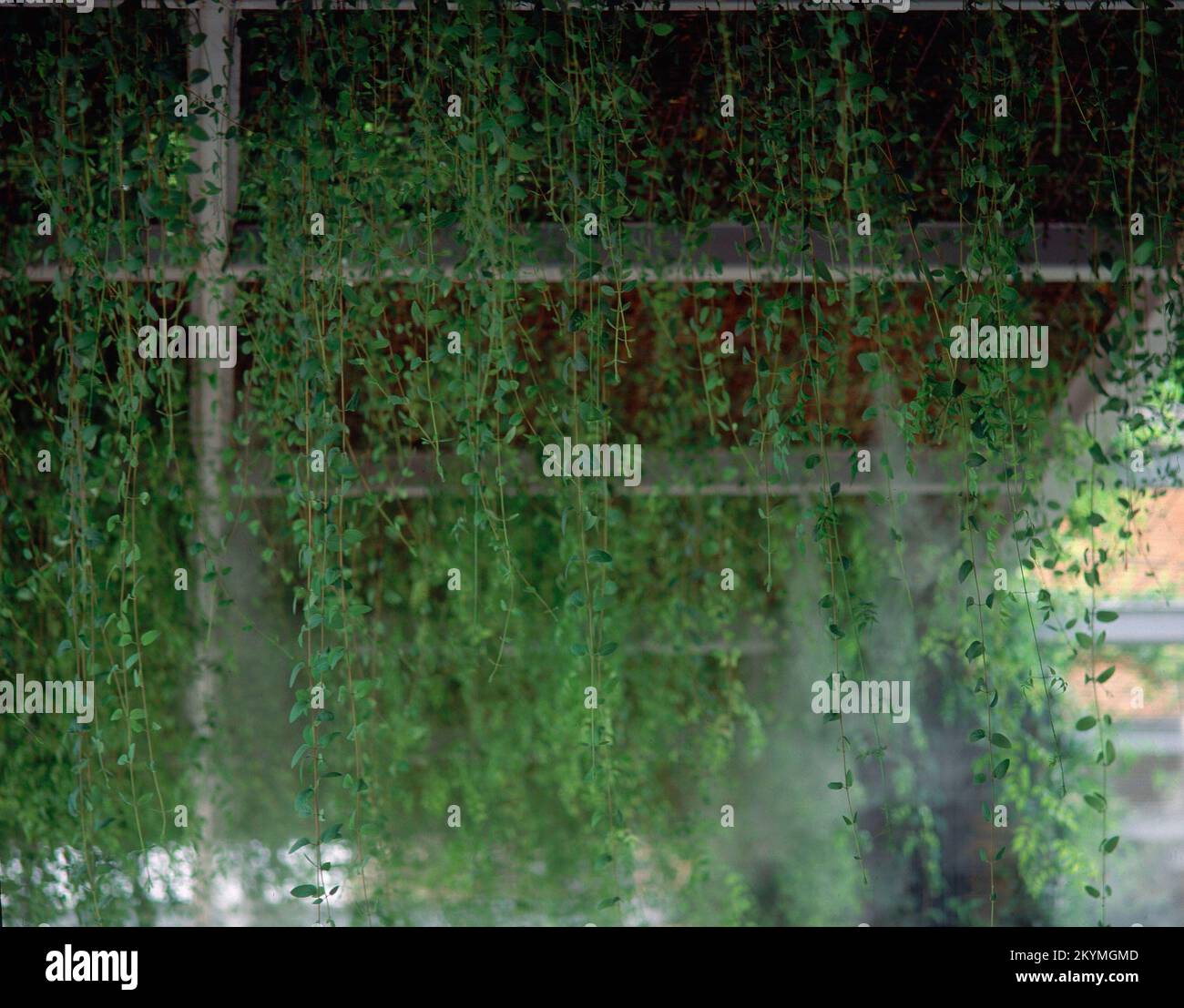 Plante de parterre Banque de photographies et d’images à haute ...