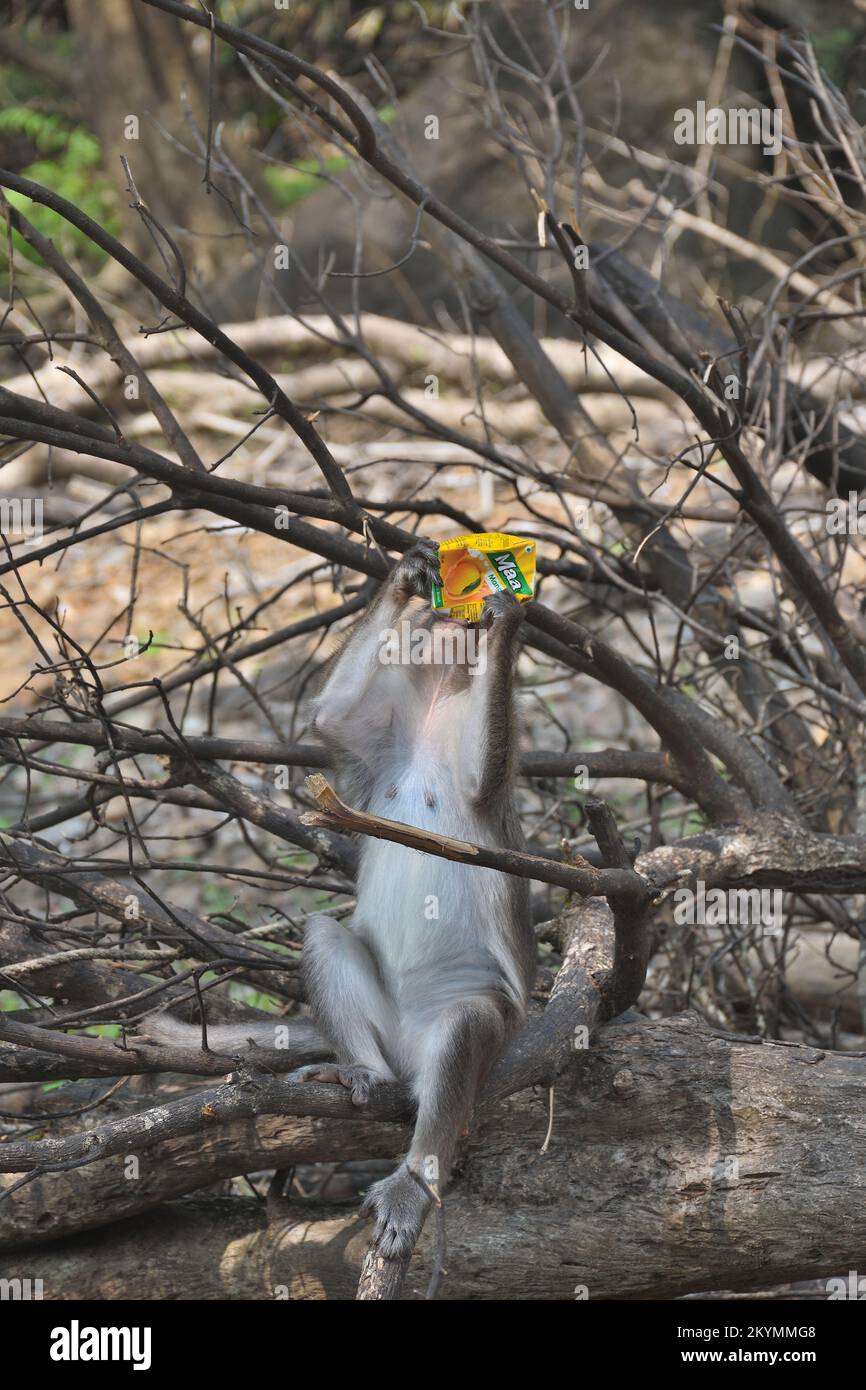 Singe assoiffé ayant une boisson non alcoolisée dans la forêt, drôle de ...
