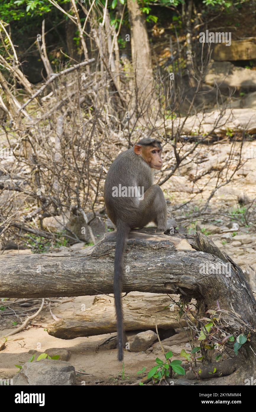 Singe assoiffé ayant une boisson non alcoolisée dans la forêt, drôle de ...