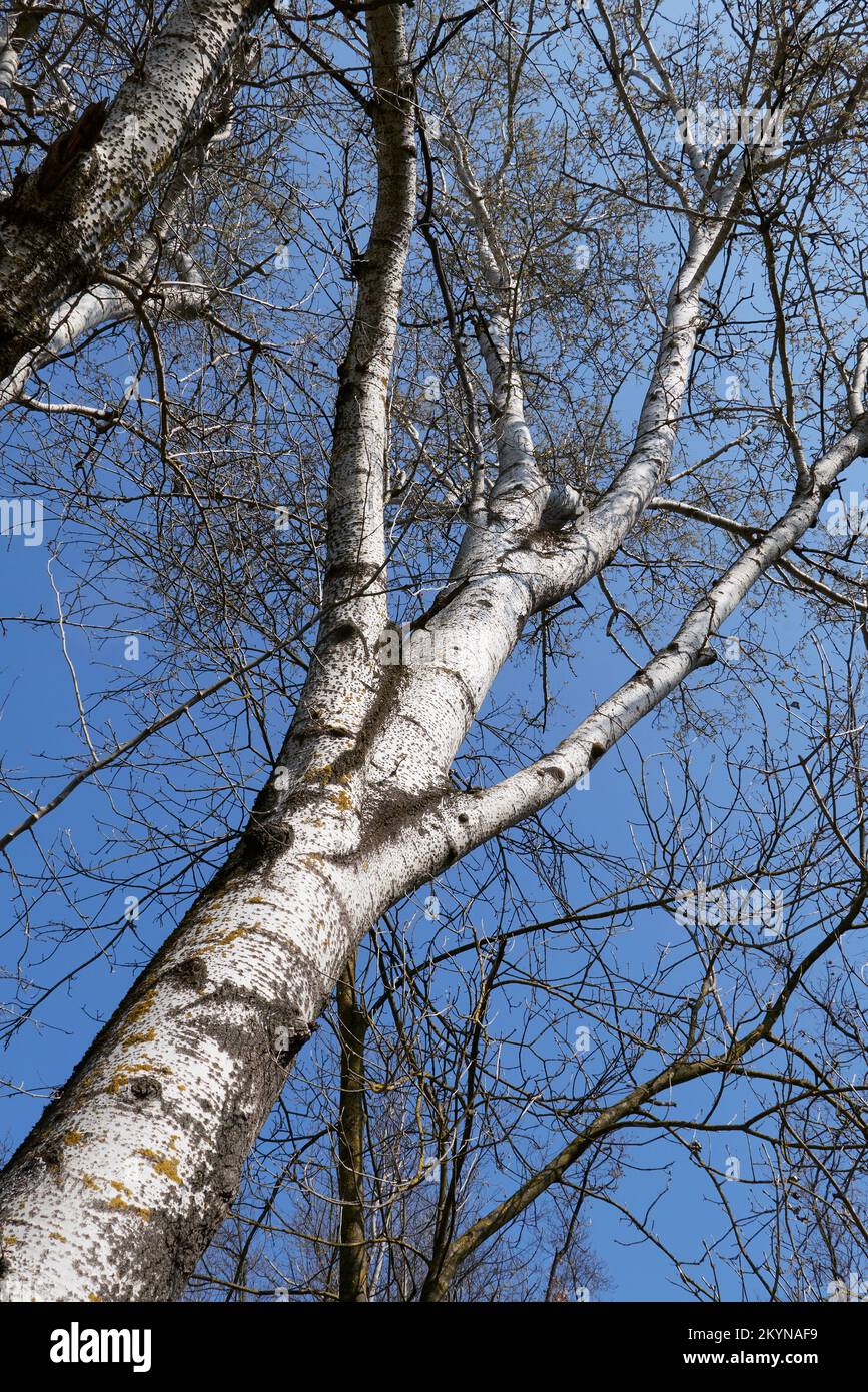 White poplar populus alba salicaceae Banque de photographies et d ...