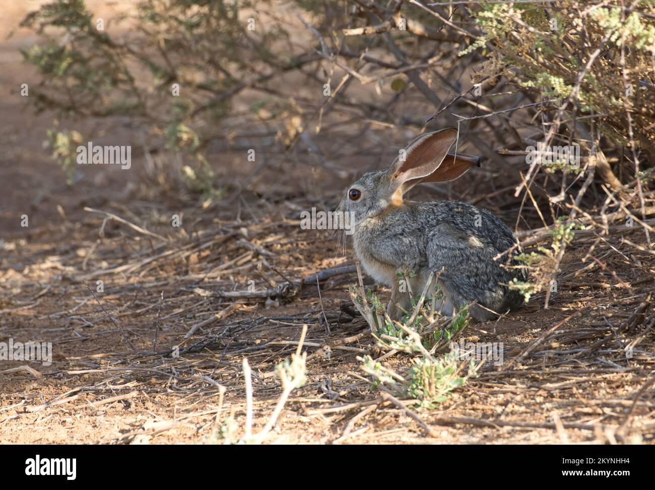 Lepus capensis Banque de photographies et d’images à haute résolution ...