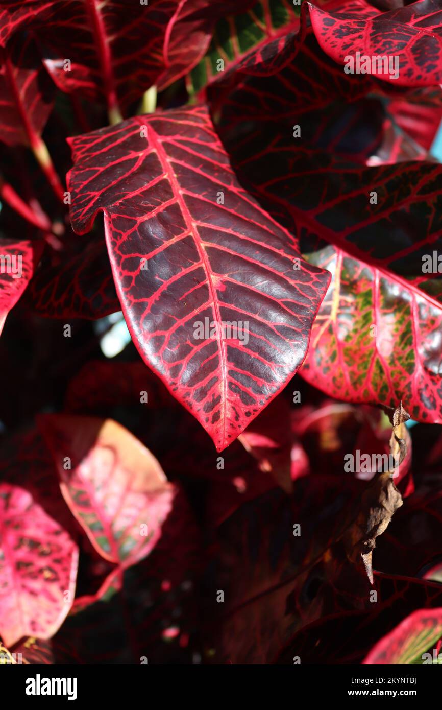 Fire croton the red Banque de photographies et d’images à haute ...