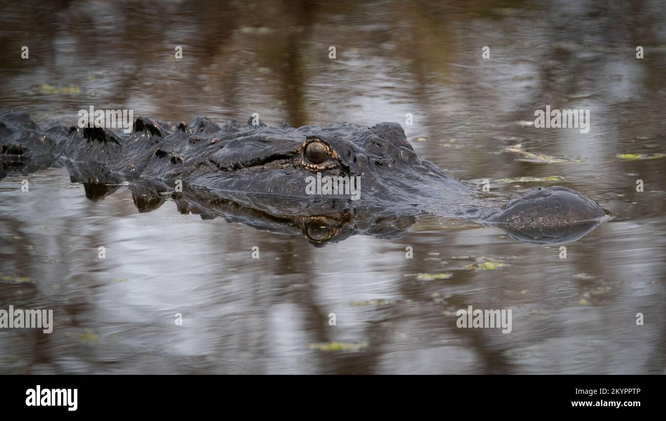 Giant alligator Banque de photographies et d’images à haute résolution ...