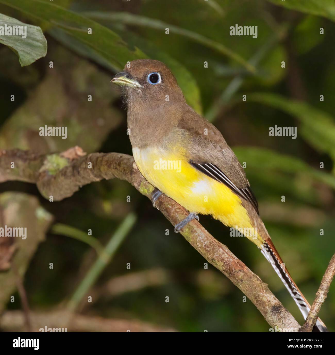 La femelle de trogon (Trogon caligatus), perchée sur la branche de la ...