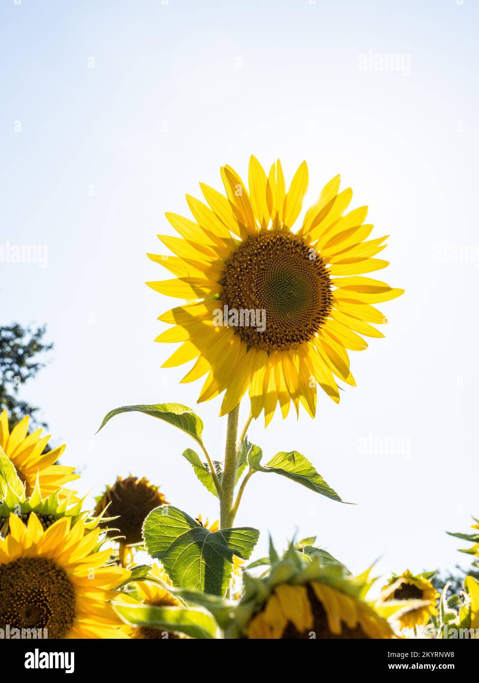 Tournesol (Helianthus annuus), île de Reichenau, lac de Constance ...