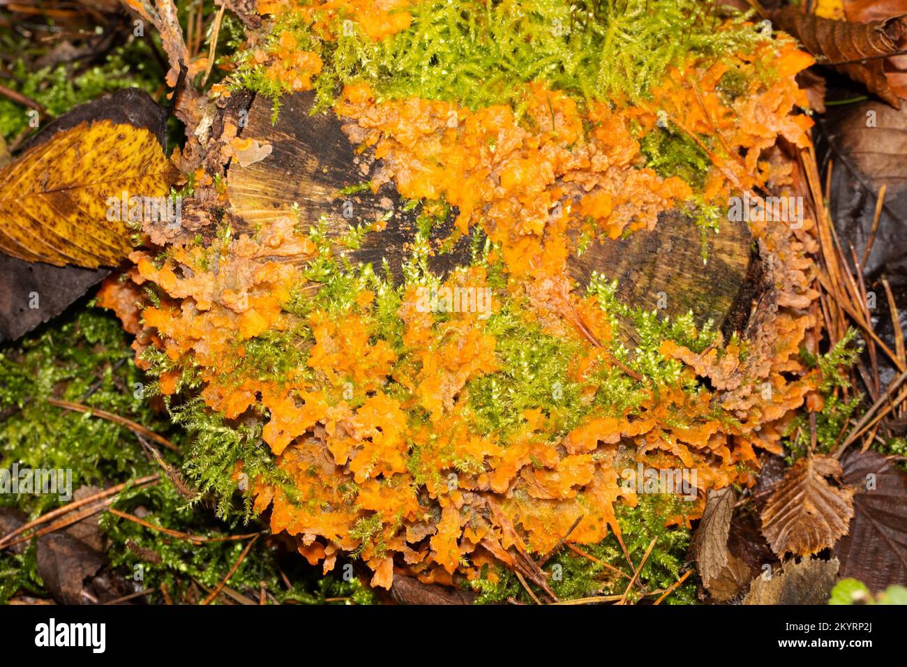 Organes de fructification entre la mousse Banque de photographies et d ...