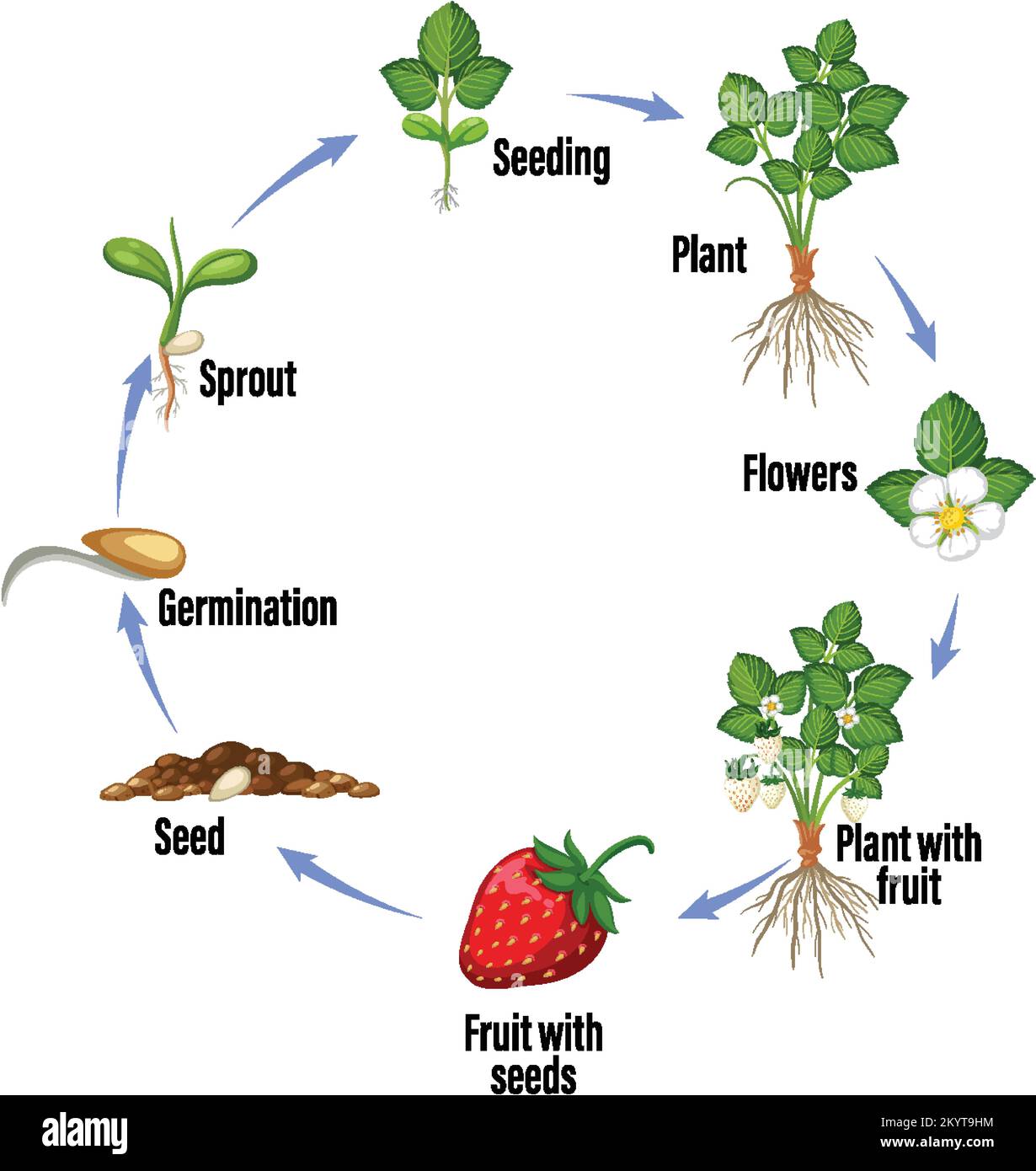 Illustration du schéma du cycle de vie de la fraise Image Vectorielle ...