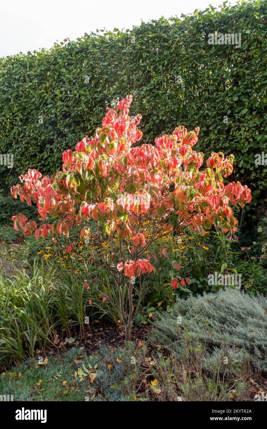 Cornus florida rainbow Banque de photographies et d’images à haute ...