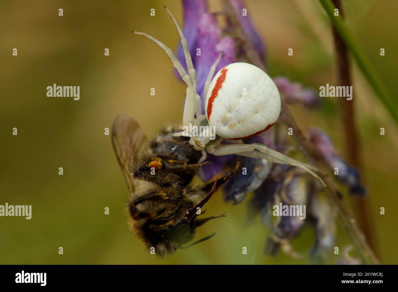 Veranderliche krabbenspinne mit beute Banque de photographies et d ...