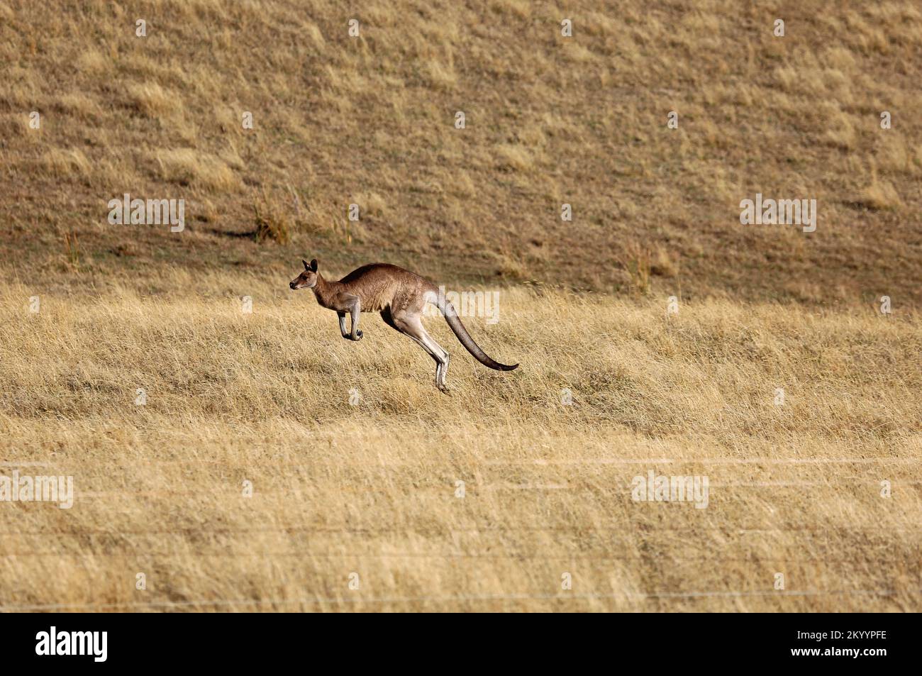Kangaroo jumping Banque de photographies et d’images à haute résolution ...