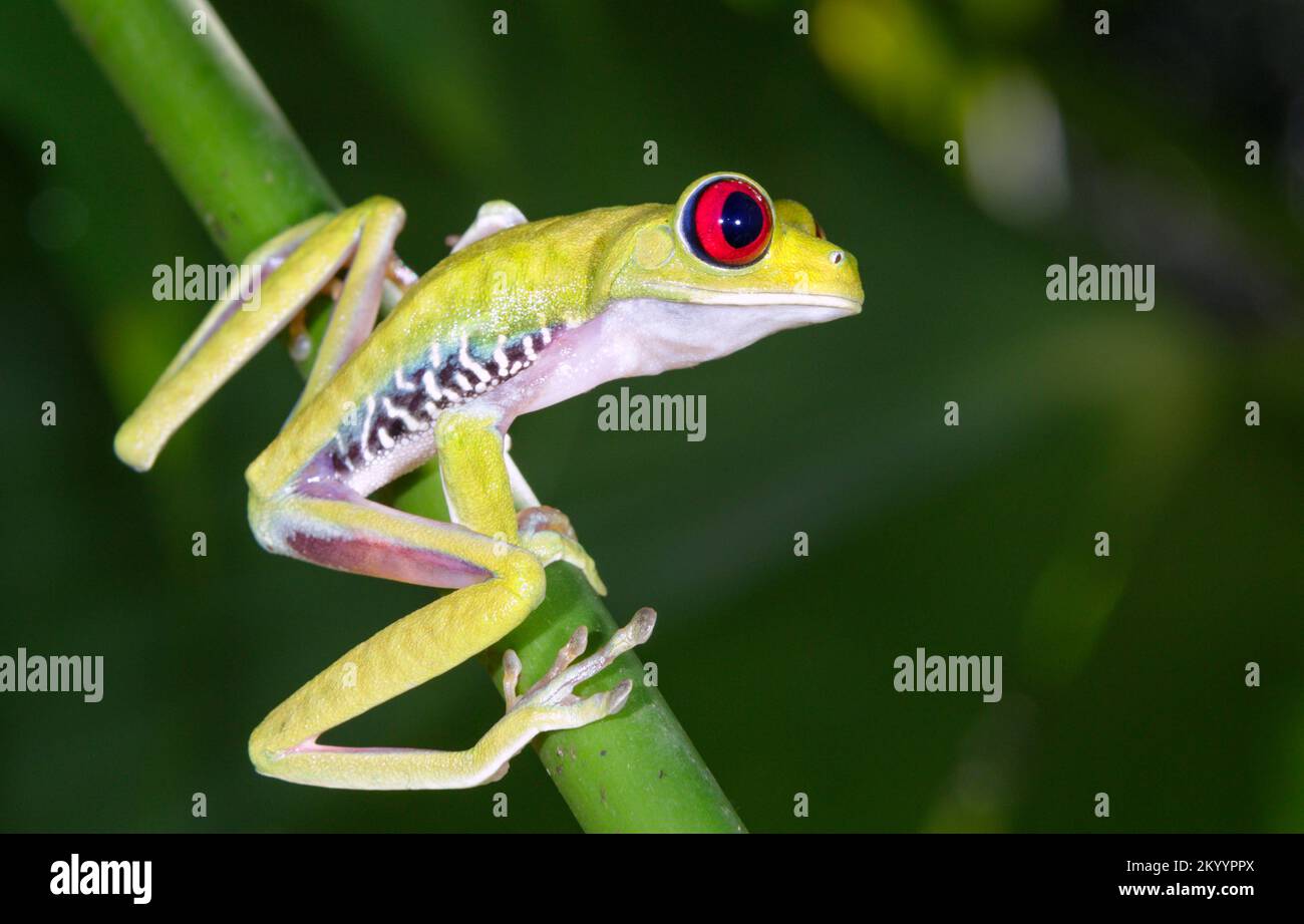 Portrait de la grenouille des arbres à yeux rouges (Agalychnis ...