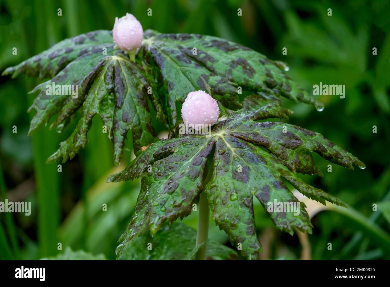 Sinopodophyllum hexandrum Banque de photographies et d’images à haute ...