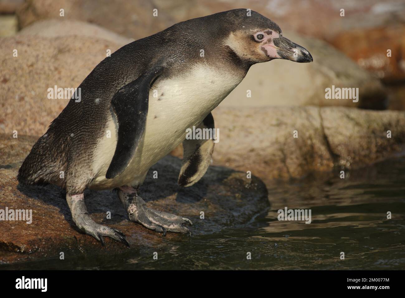 Sphenisciformes sp Banque de photographies et d’images à haute ...