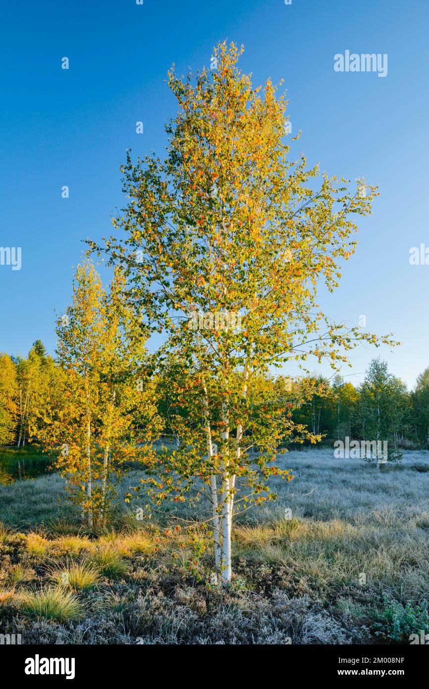Bouleau jaune le matin, lumière sur une lande surcultivée avec bruyère ...