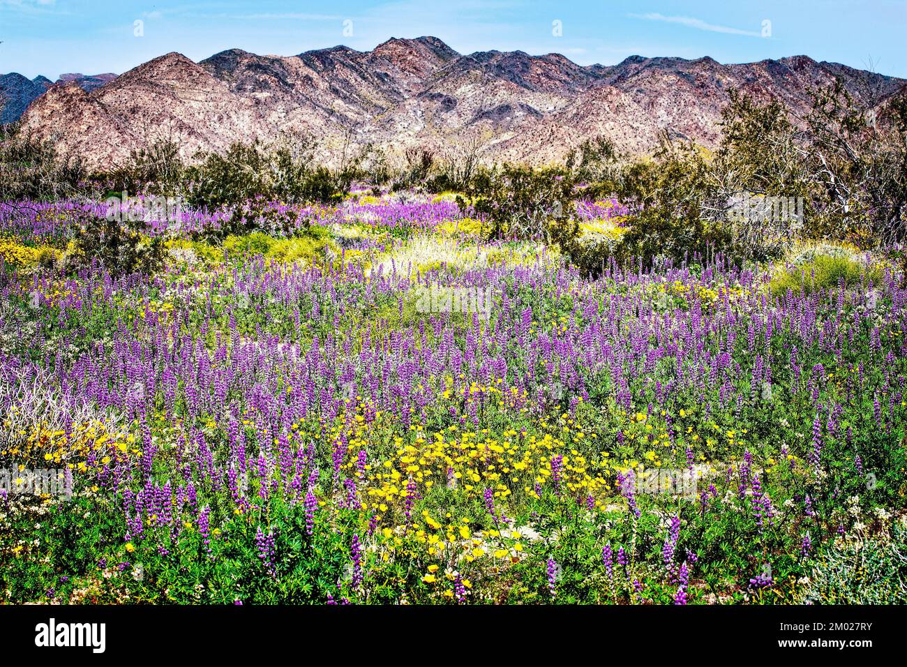 Desert wildflowers Banque de photographies et d’images à haute ...