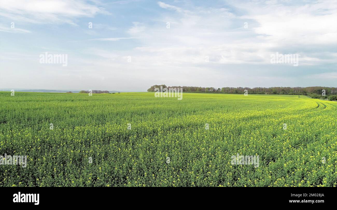 Champ colza vue aerienne Banque de photographies et d’images à haute ...