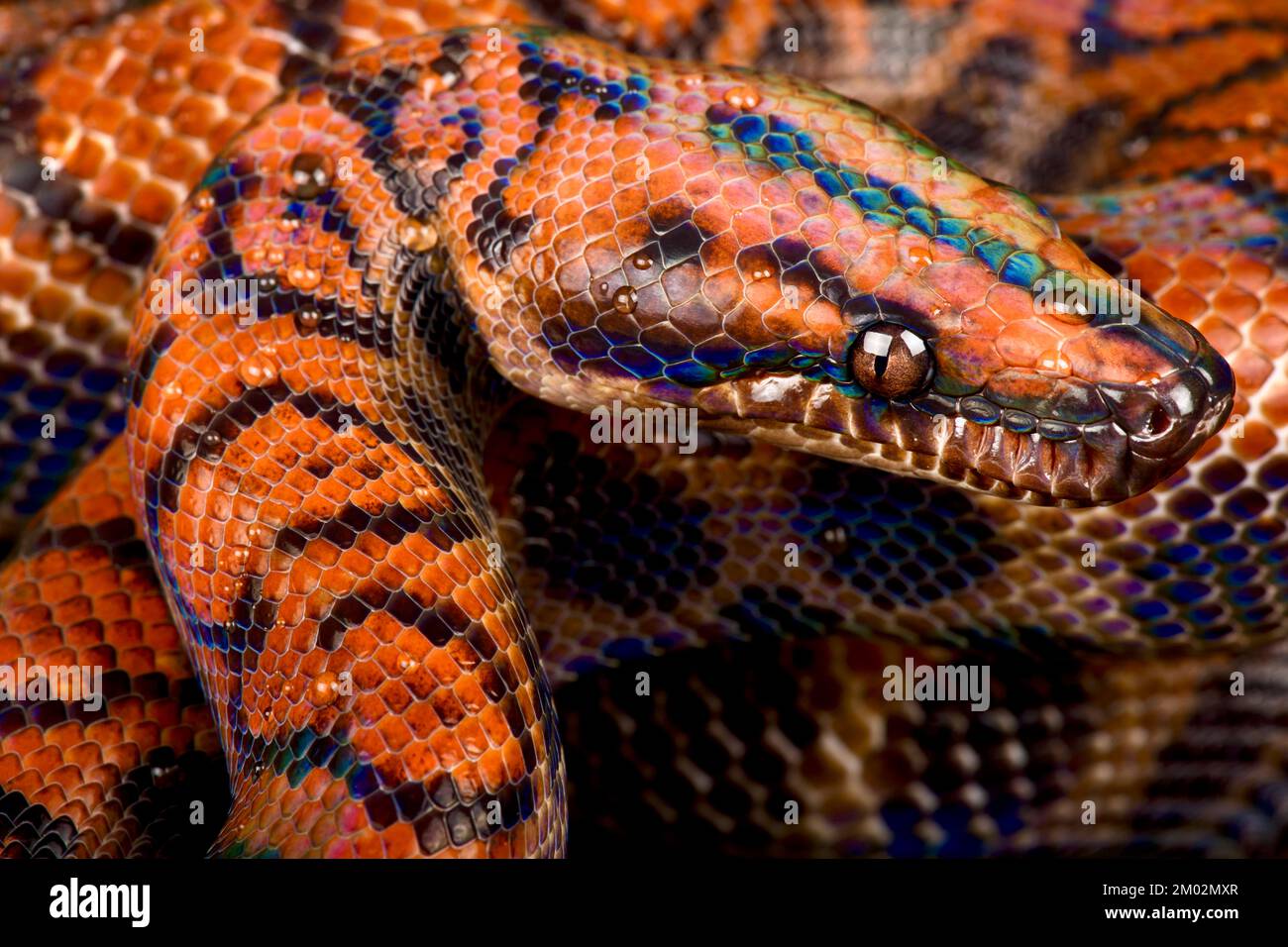 Rainbow boa snake Banque de photographies et d’images à haute ...