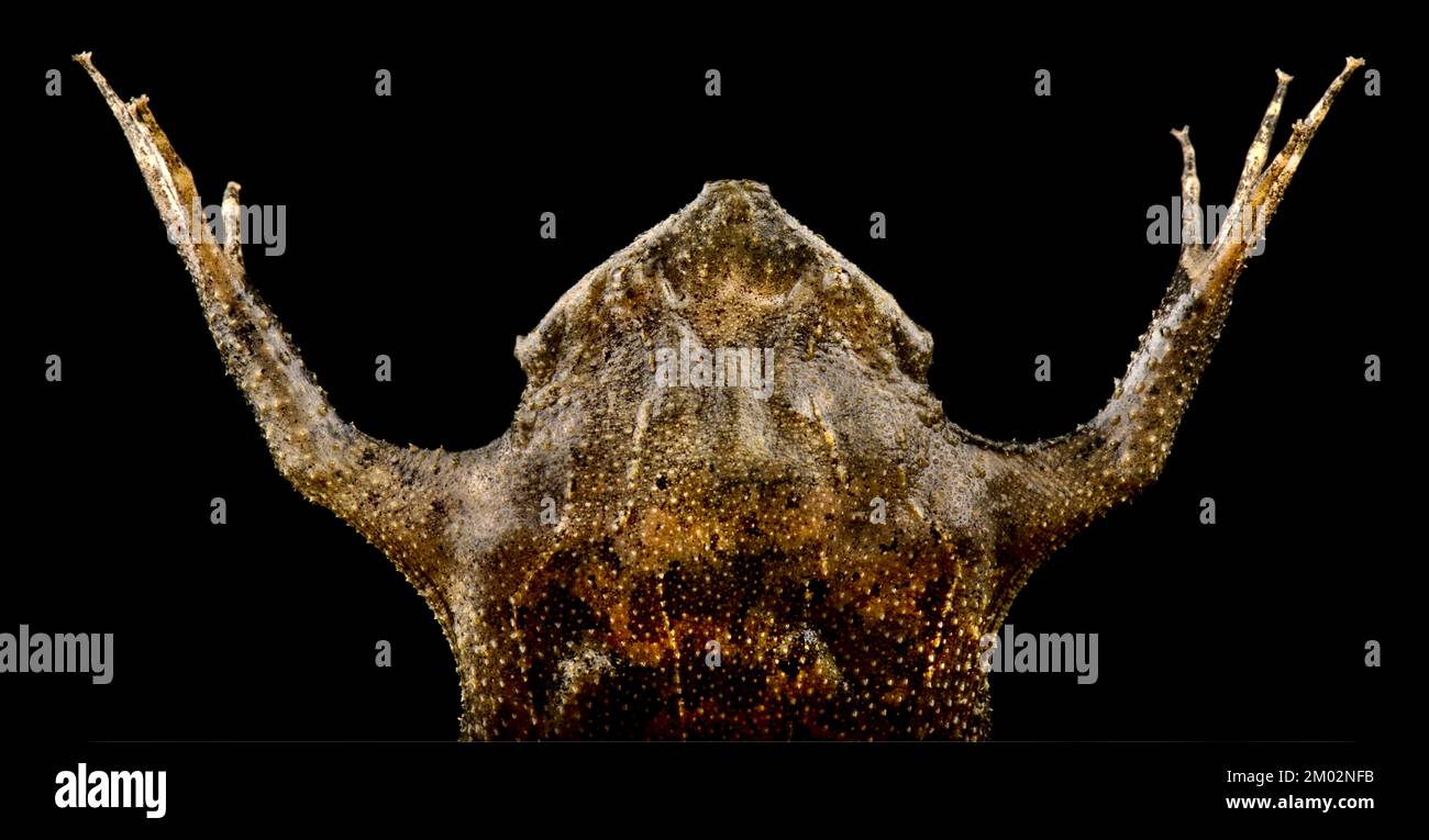 Crapaud du surinam Banque de photographies et d’images à haute ...