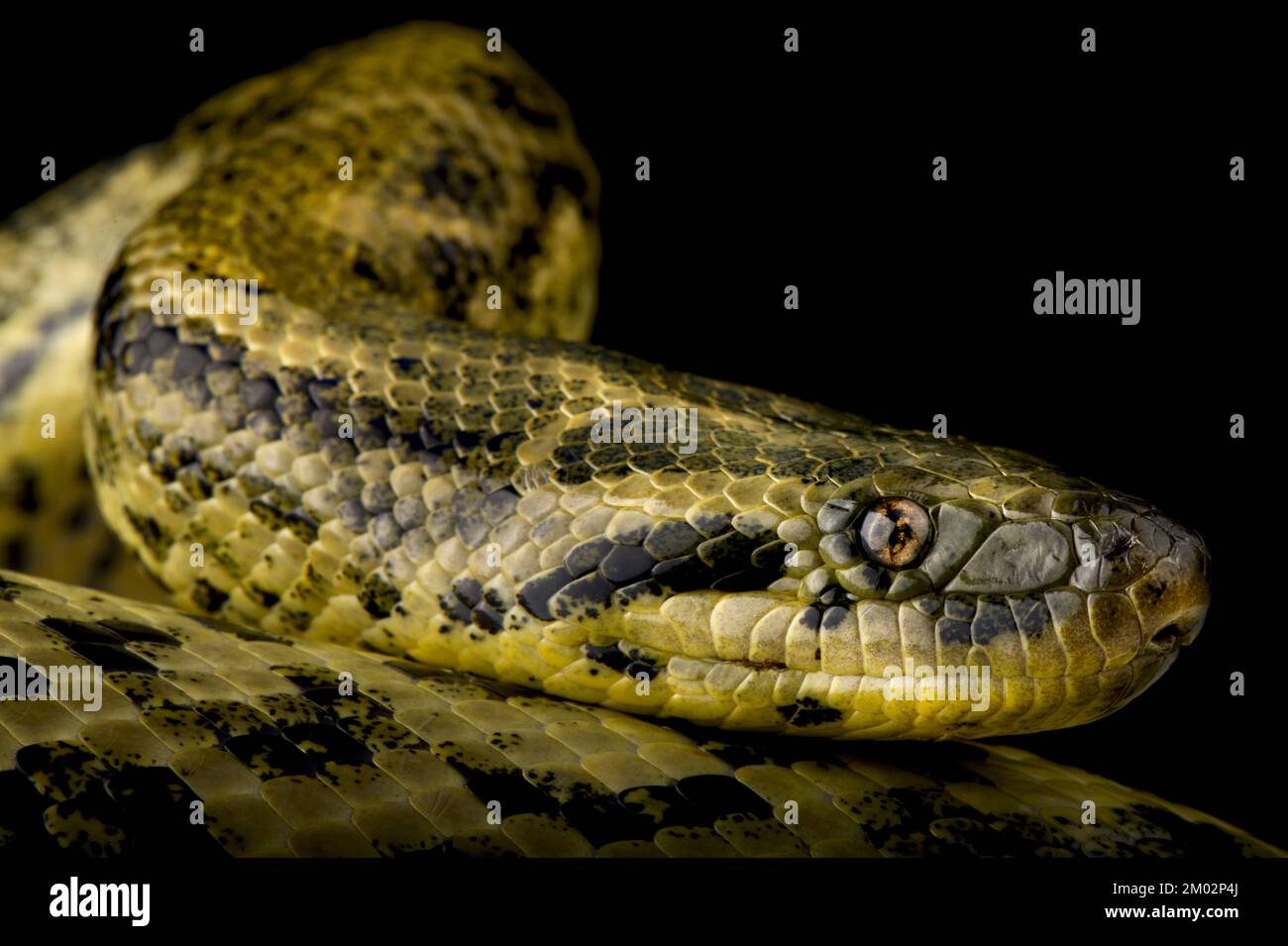 Anaconda géant Banque de photographies et d’images à haute résolution ...