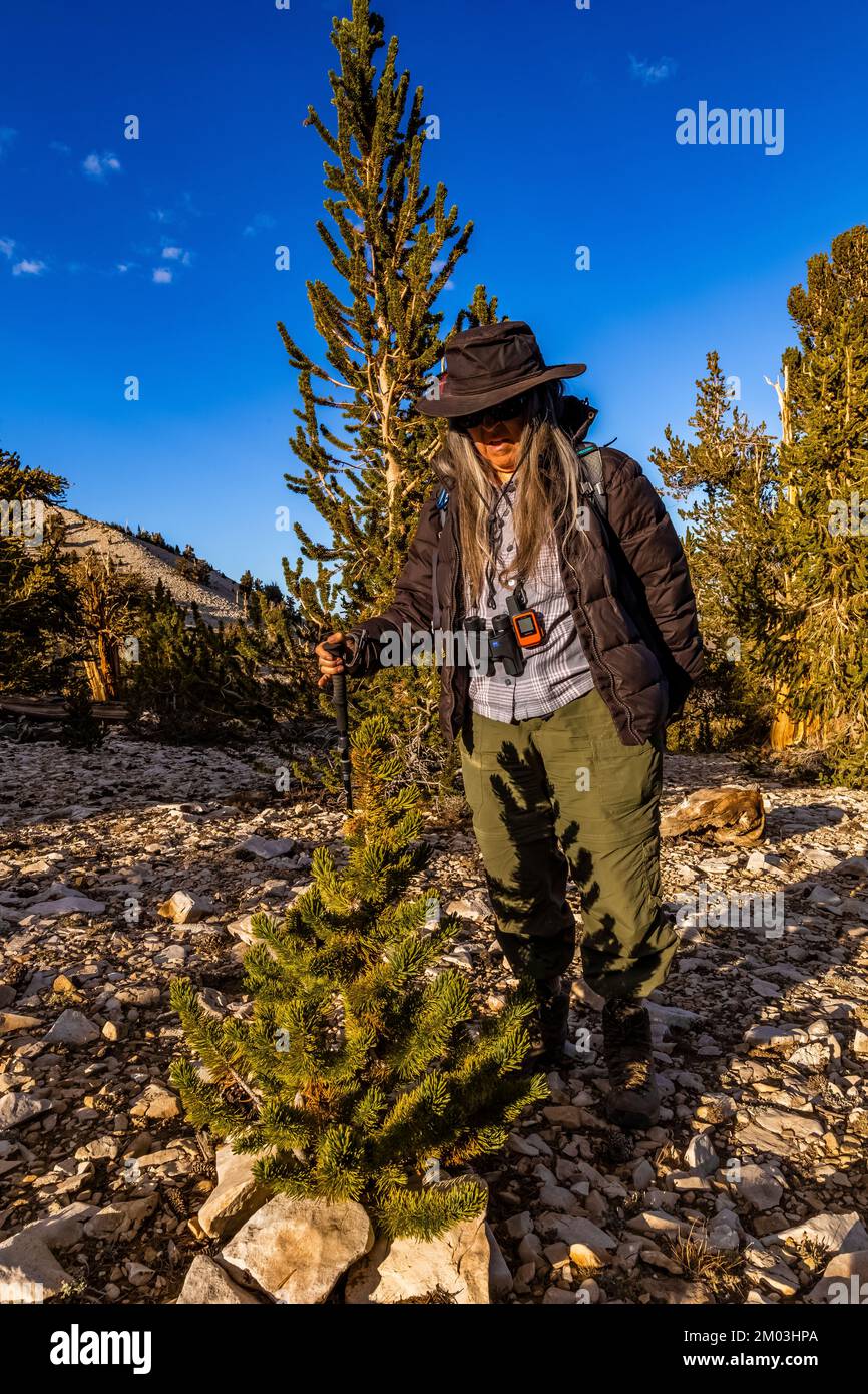 Jeune pin de Bristlecone, Pinus longaeva, protégé par un anneau de ...