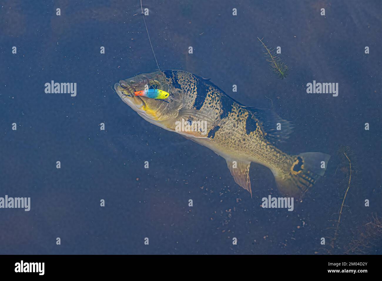 Peacock bass Banque de photographies et d’images à haute résolution - Alamy