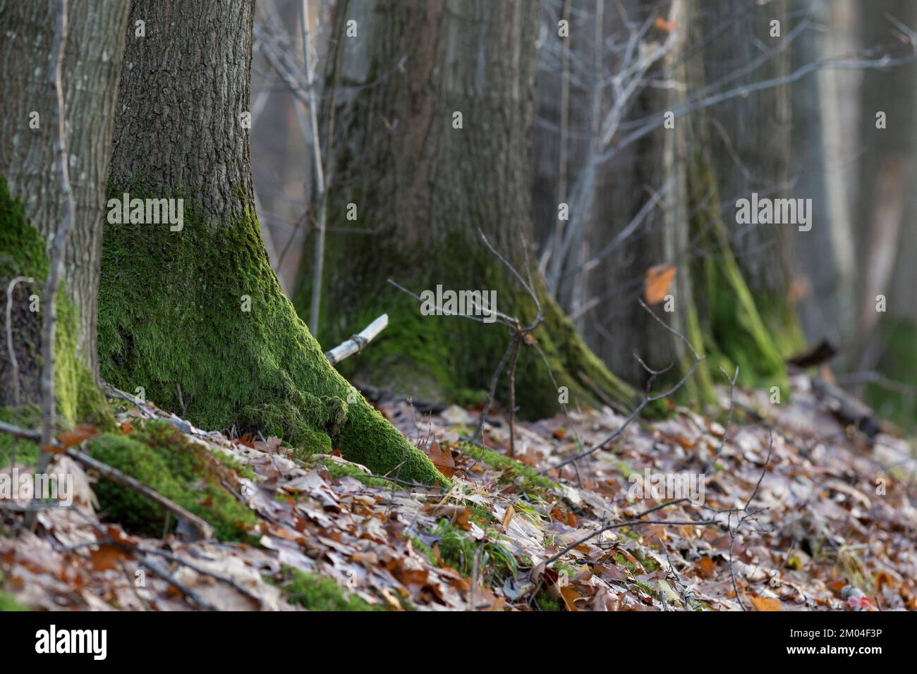 Chêne rouge du nord (Quercus rubra) en plantation en Europe. Plantation ...