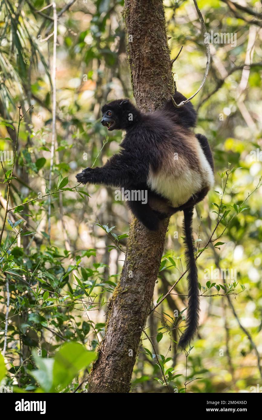 Sifaka de Milne-Edwards - Propithecus edwardsi, beau primate en voie de ...
