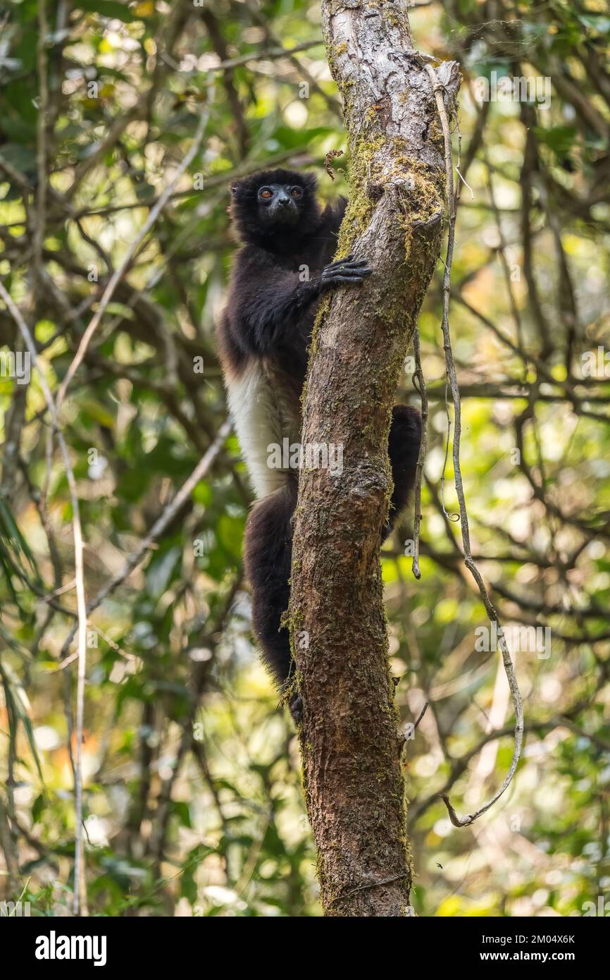 Sifaka de Milne-Edwards - Propithecus edwardsi, beau primate en voie de ...