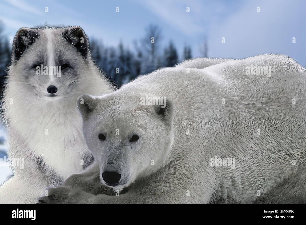 L'ours polaire de plus en plus rare ou l'ours blanc (Ursus maritimus ...