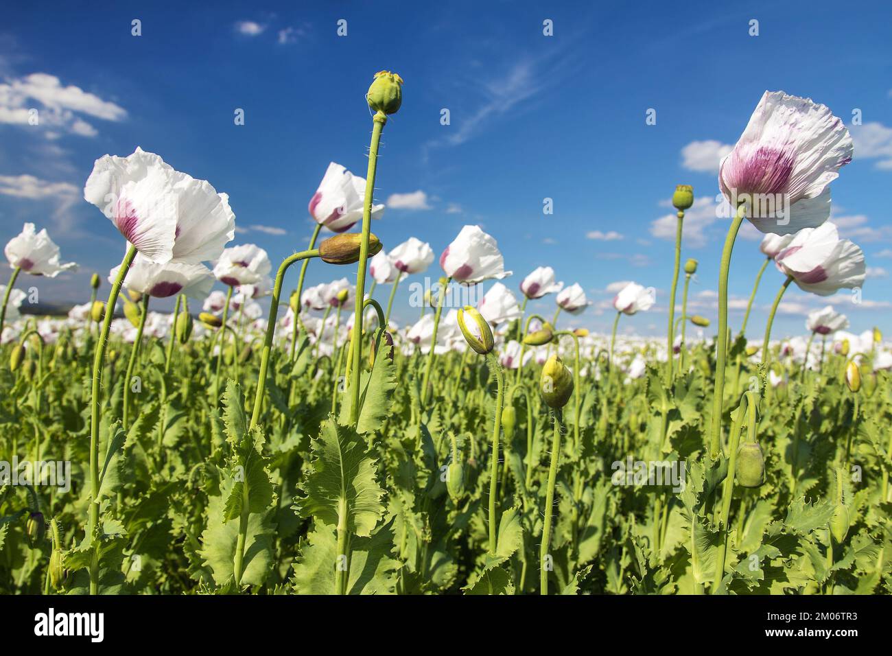Champs de pavot à opium fleuris en latin papaver somniferum et beau ...