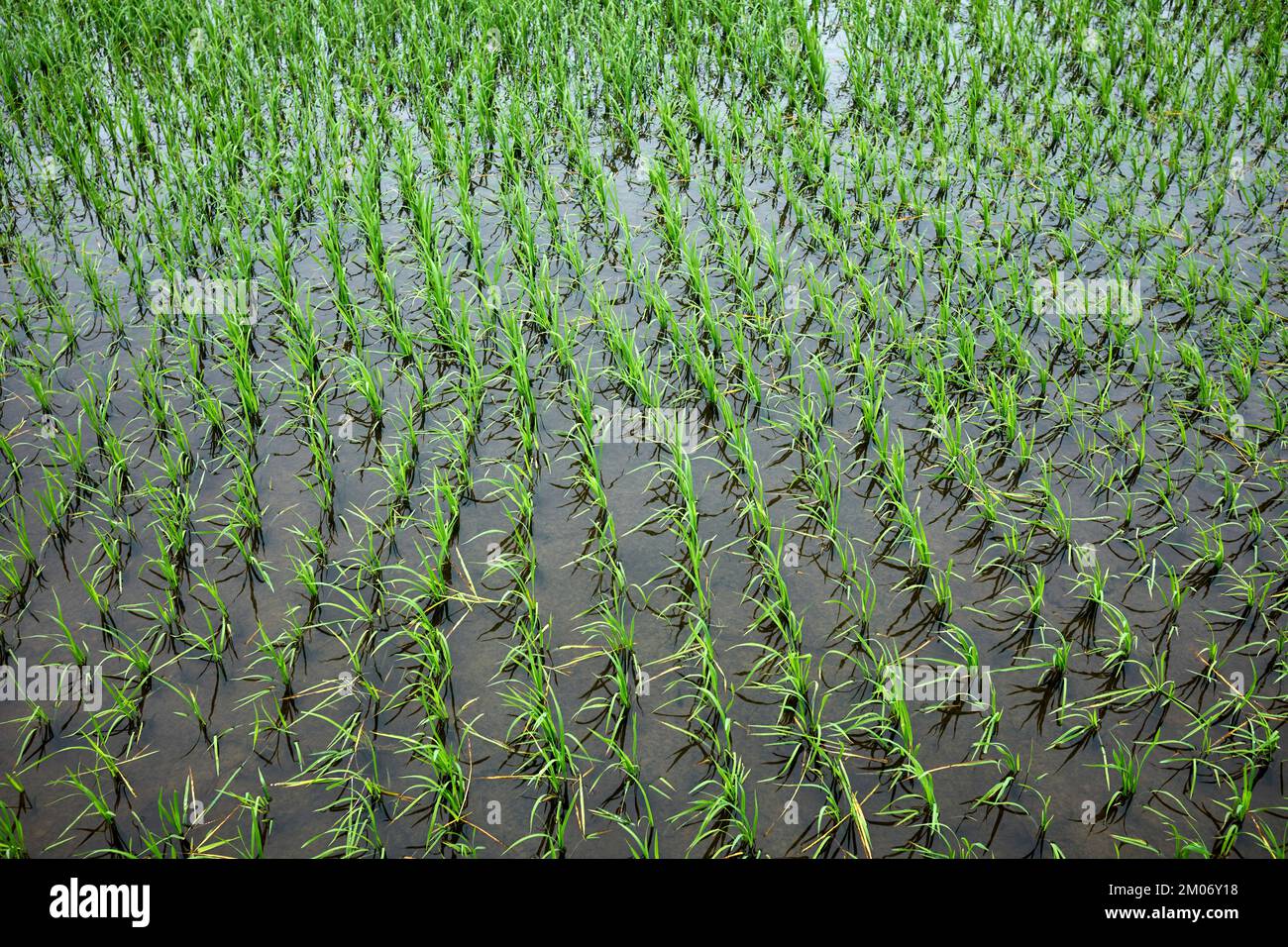 Rice paddy fields Banque de photographies et d’images à haute ...
