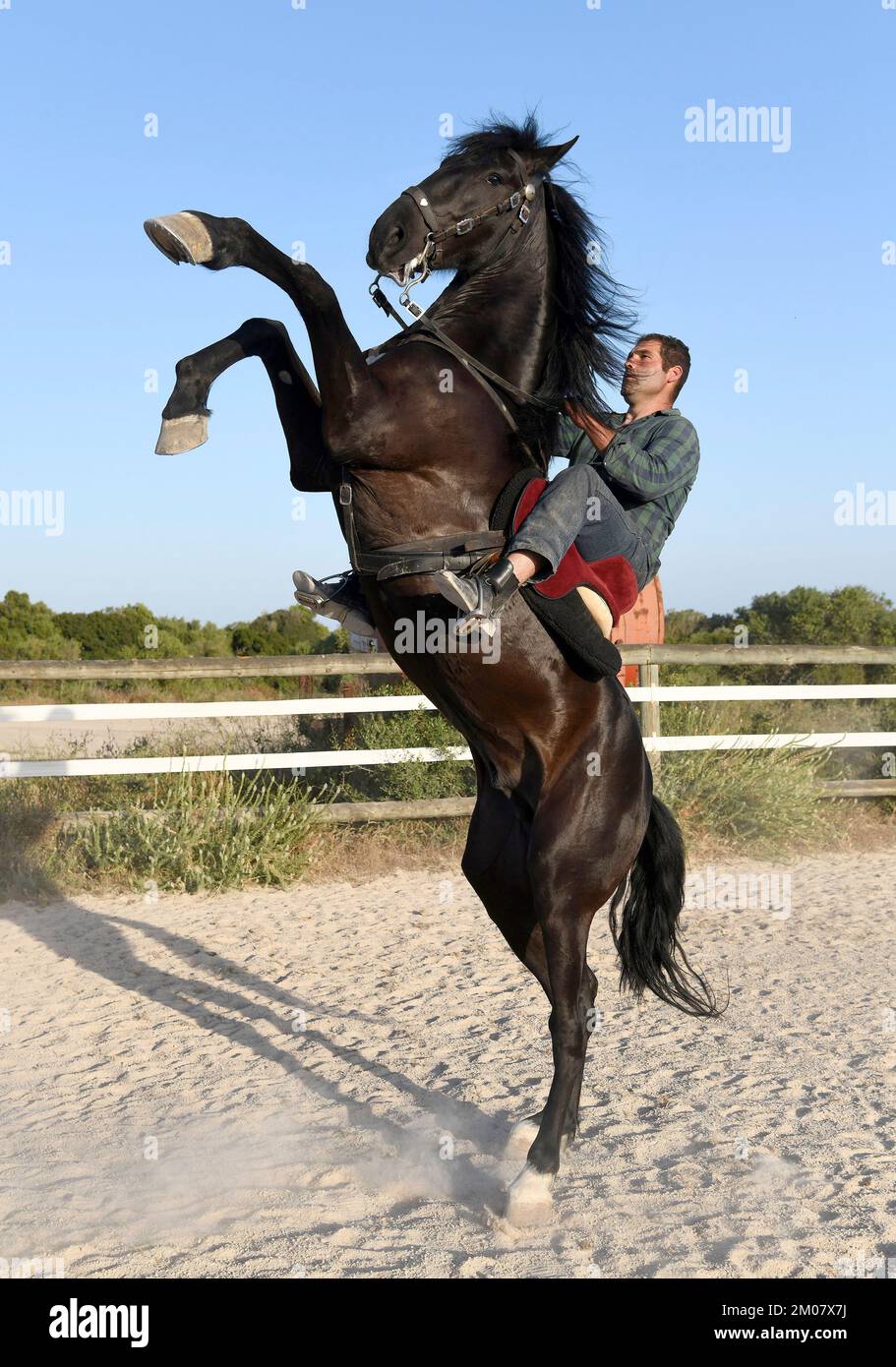 Un jeune agriculteur de Minorque, pratiquant avec son cheval de race ...