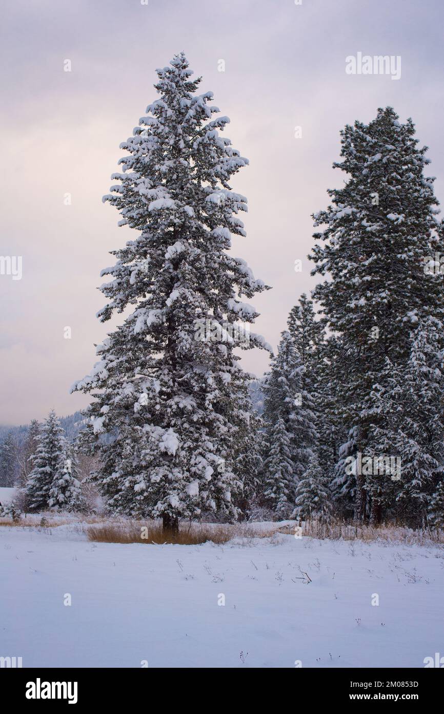 Un sapin de Douglas des montagnes Rocheuses givré, Pseudotsuga ...