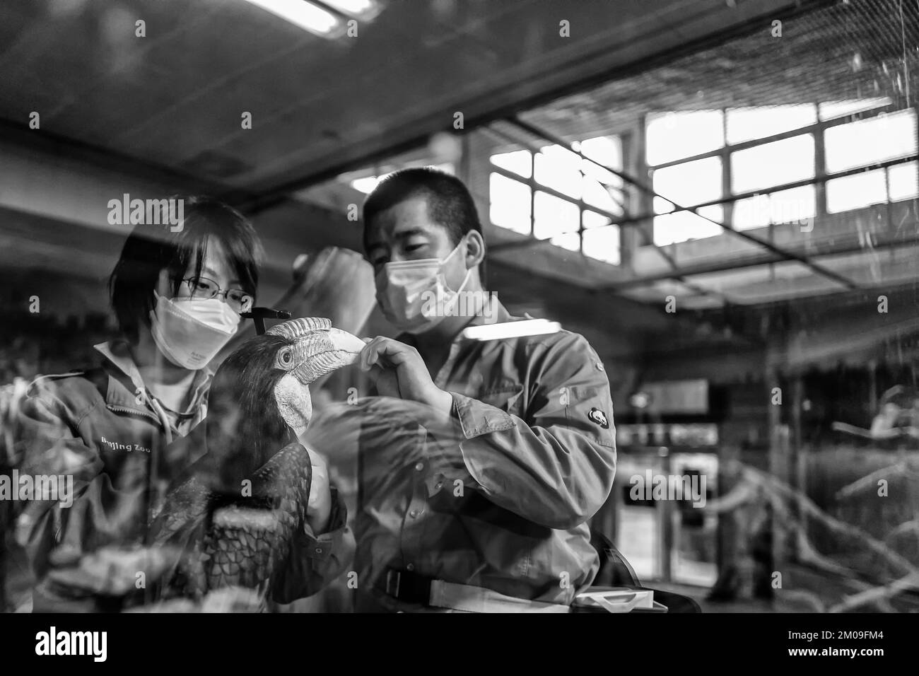Female zoologist Banque d'images noir et blanc - Alamy