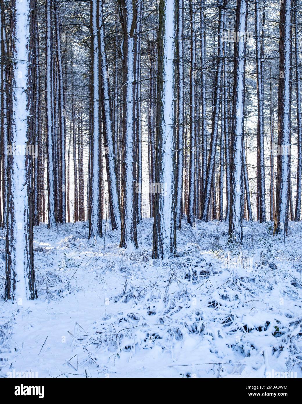Troncs de sapin couverts de neige sur le Castle Ring à Cannock Chase ...