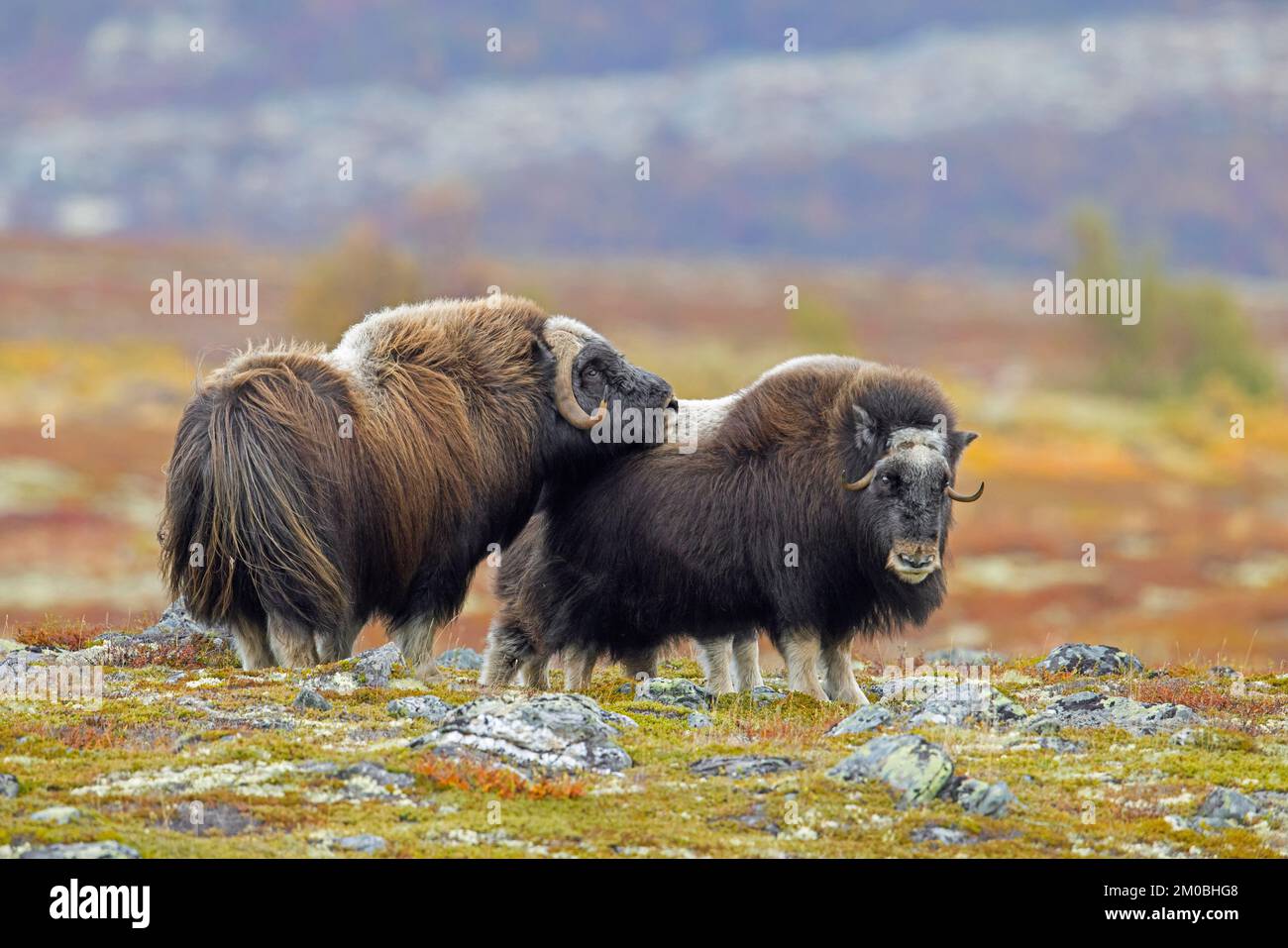 Vache accouplement avec taureau Banque de photographies et d’images à haute résolution - Alamy