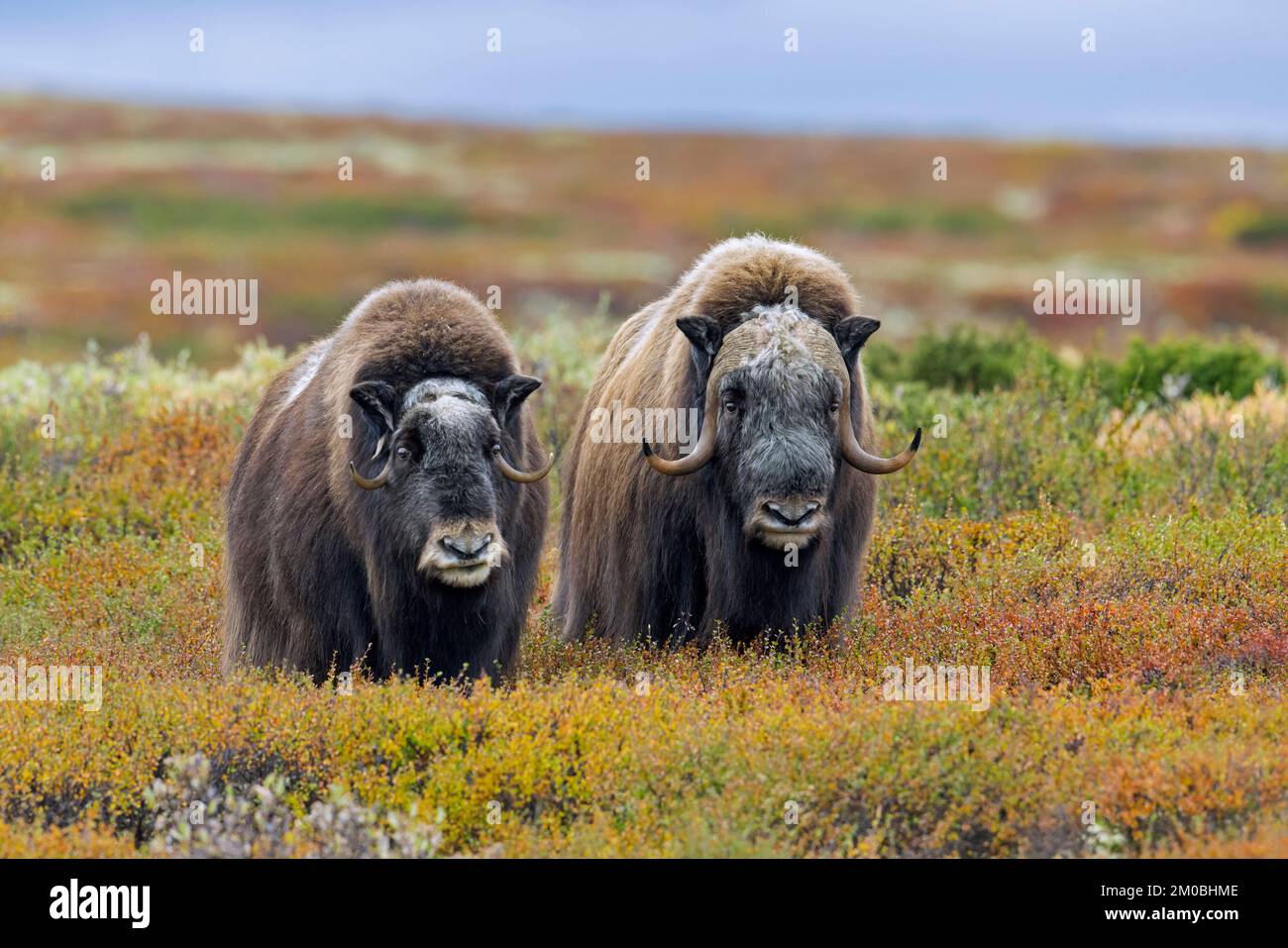 Boeuf musqué (Ovibos moschatus) taureau et vache sur la toundra pendant la saison de rut ...