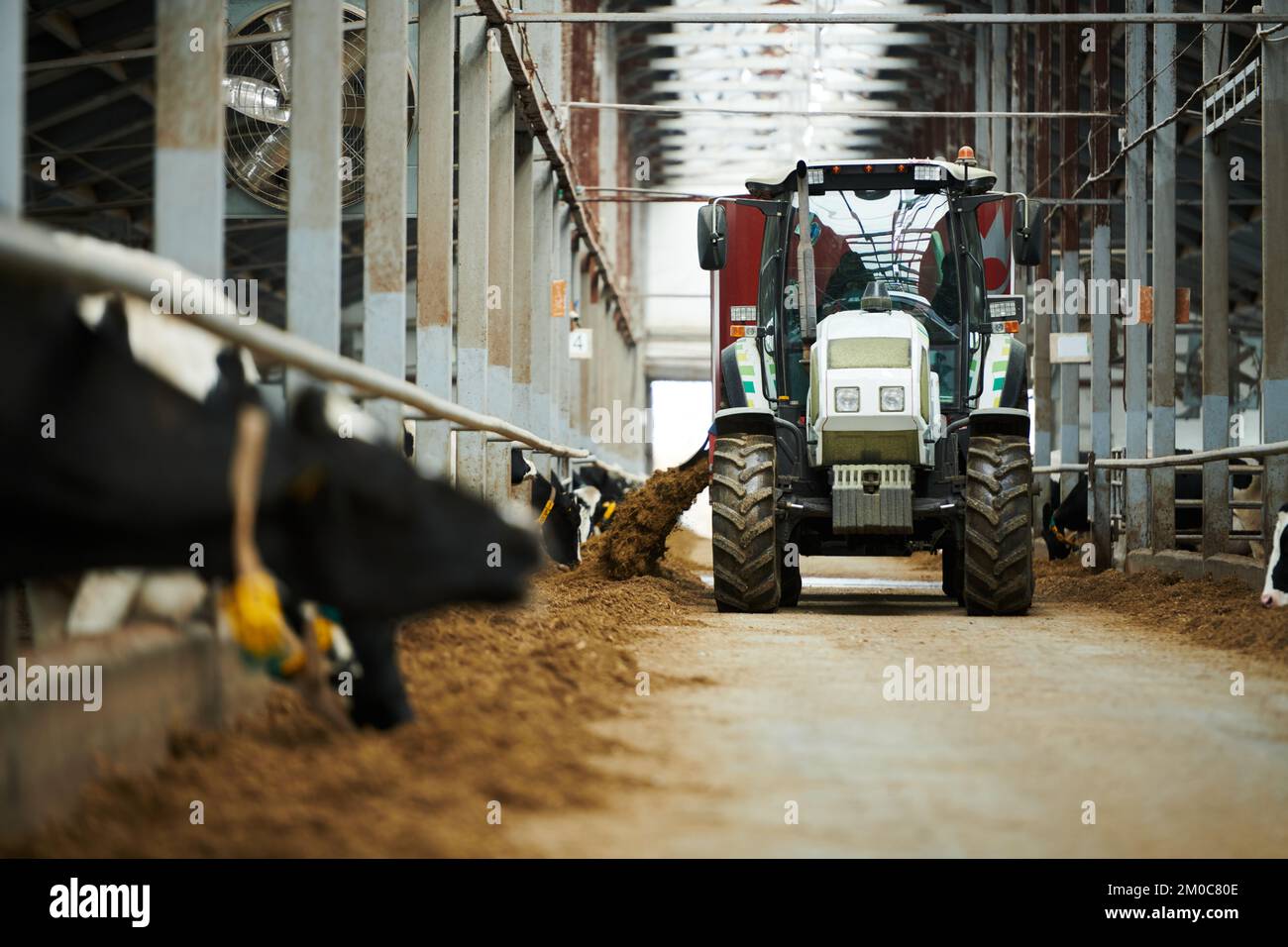 Tracteur en marche avant le long de cowhands avec des bovins de race et ...