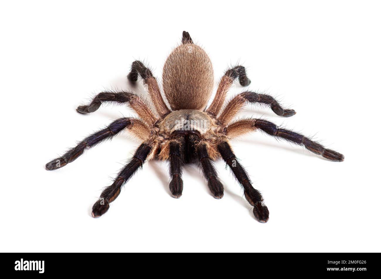 Socotra island blue baboon spider Banque de photographies et d’images à ...